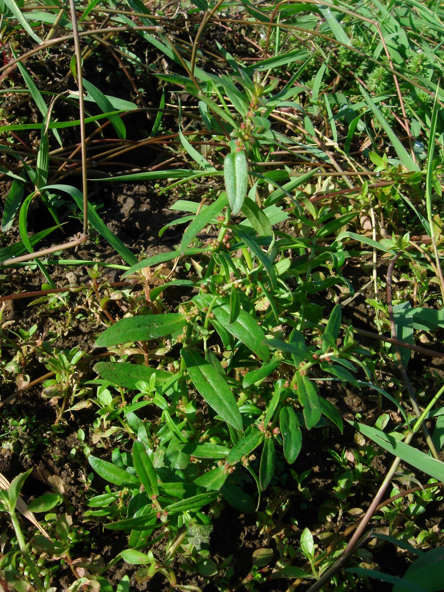 Ammannia multiflora Roxburgh